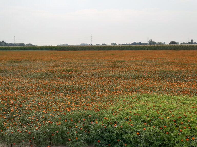 Stinkertjes als biologische grondontsmetter! - Hoevewinkel 't Hertsveld